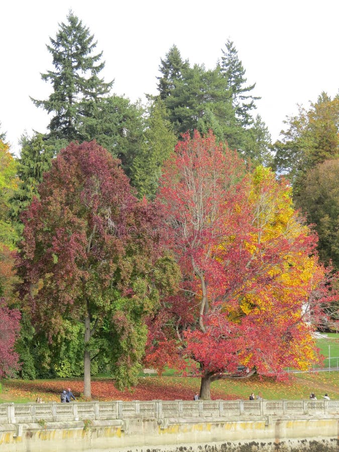 Fall Colours stock image. Image of outdoor, park, leaves - 60692225