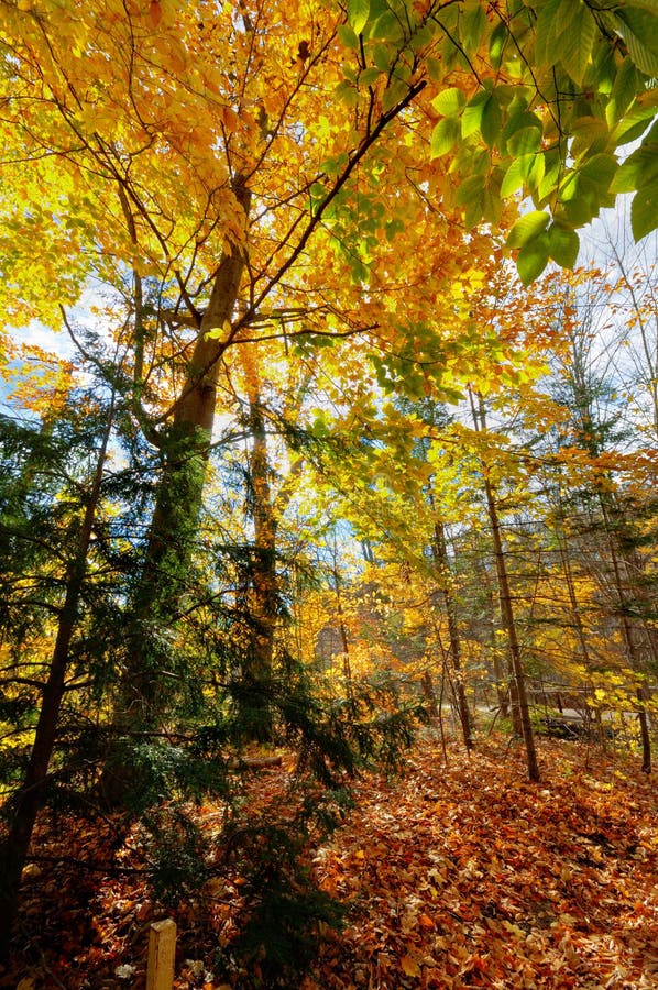 Fall colours stock image. Image of plant, colour, fall - 46257527