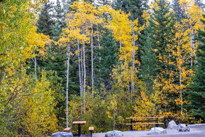 Fall Colours at Widow Maker. Bow Valley Wilderness Area, Alberta ...