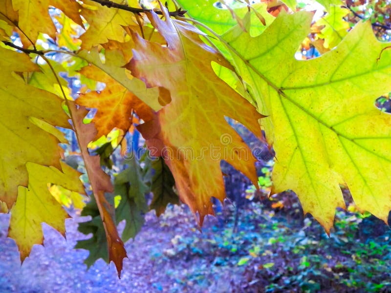 The Fall is Coming. Autumn Leaves As Nature Background Stock Image ...