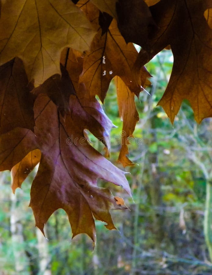 The Fall is Coming. Autumn Leaves As Nature Background Stock Image ...