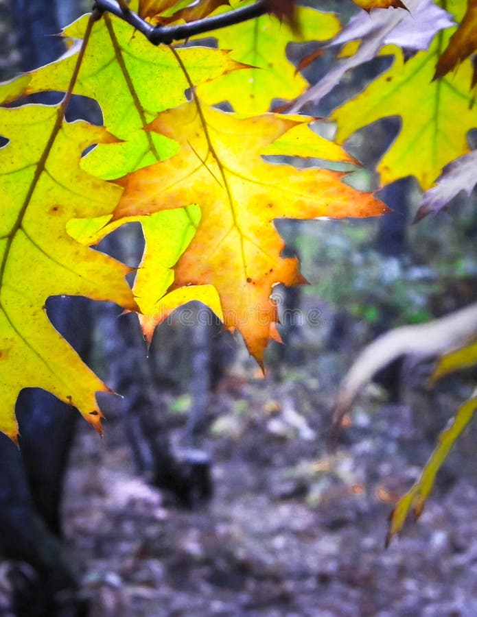 The Fall is Coming. Autumn Leaves As Nature Background Stock Image ...