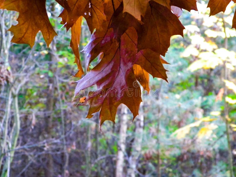 The Fall is Coming. Autumn Leaves As Nature Background Stock Image ...