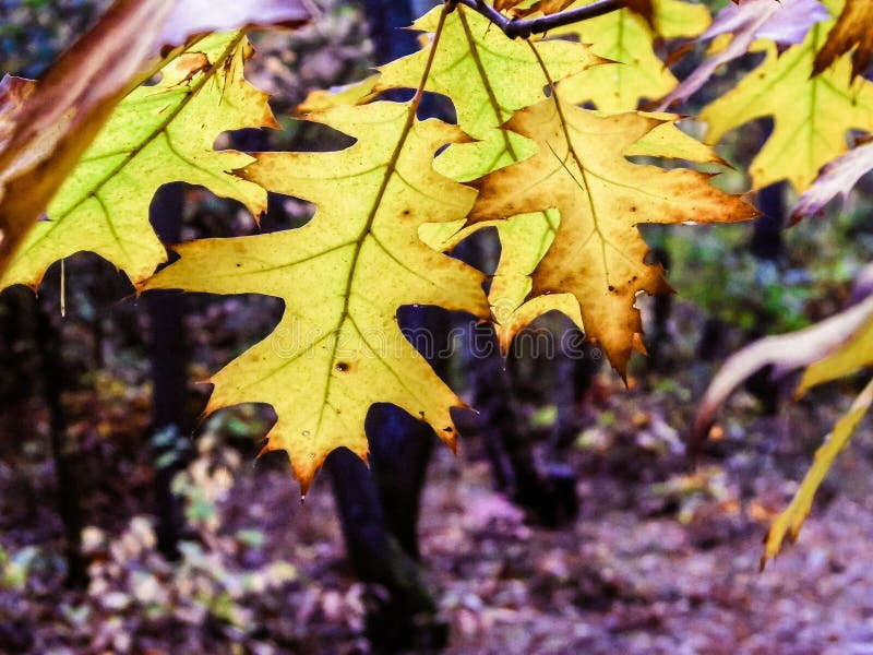 The Fall is Coming. Autumn Leaves As Nature Background Stock Photo ...