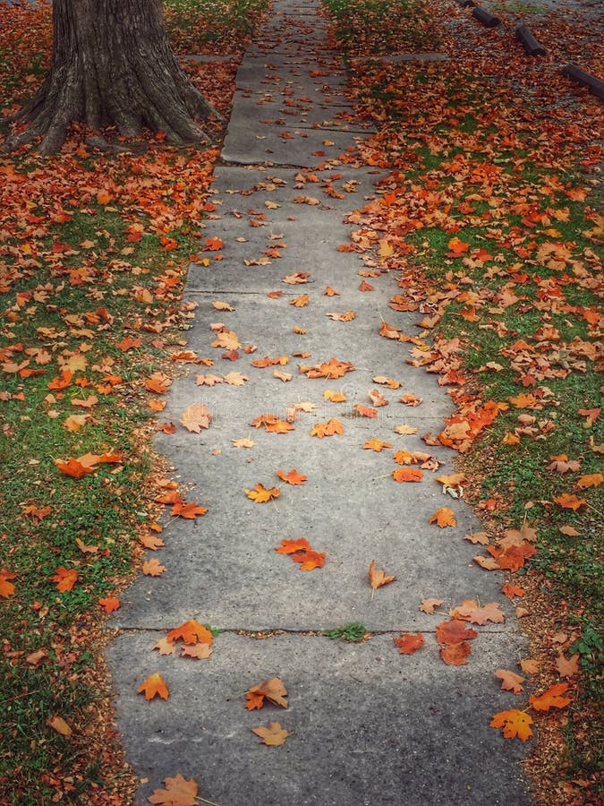 Fall Concrete Path with Orange Leaves Stock Photo - Image of concrete ...