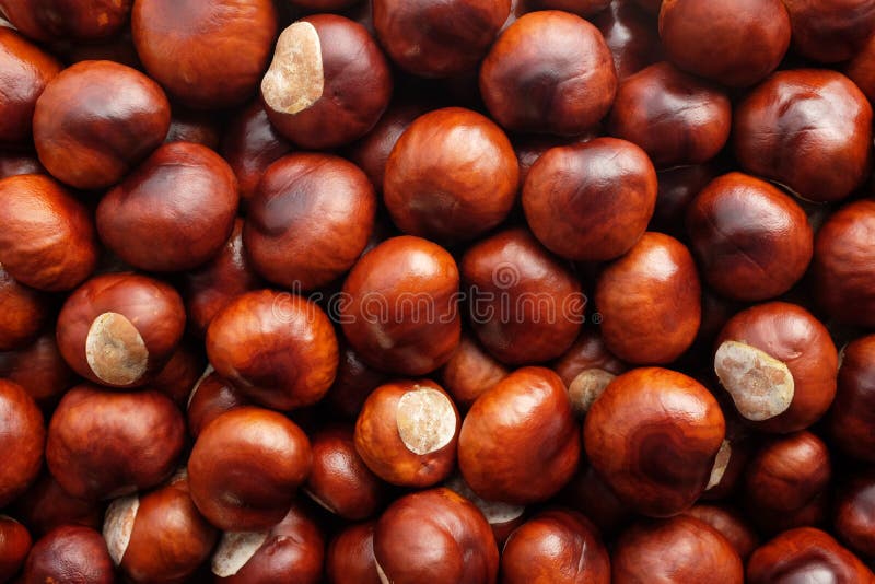 Fall conkers background stock photo. Image of abstract - 60219376