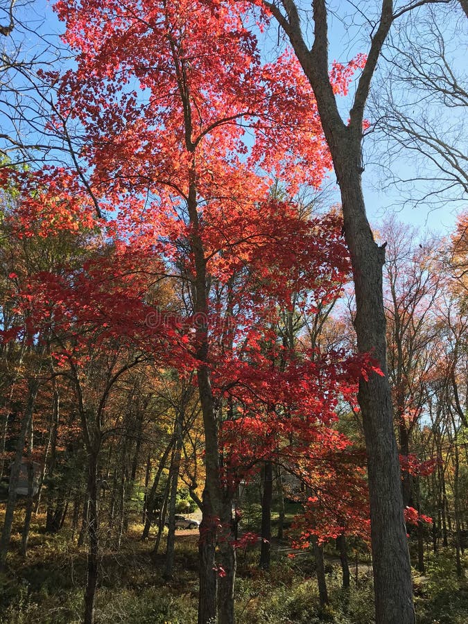 Fall in Connecticut. Red Trees. Fall 2017. Stock Photo - Image of blue ...