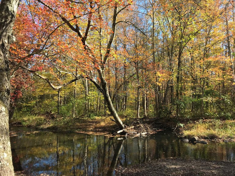 Fall in Connecticut. Color Trees Over the River. Stock Image - Image of ...