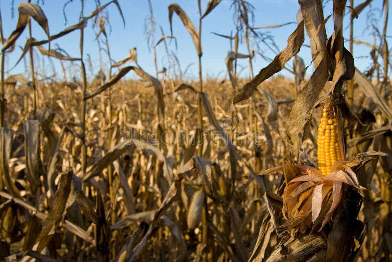 Fall Corn stock photo. Image of blue, aliment, grain - 11729390