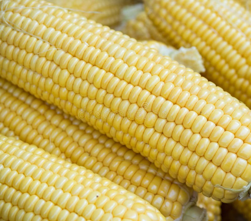 Fall corn stock image. Image of vegetable, food, background - 33655533