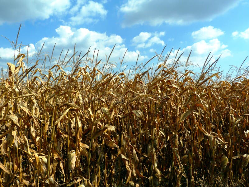 Fall Corn Harvest in Front of Mountain and Autumn Tree Colors Stock ...