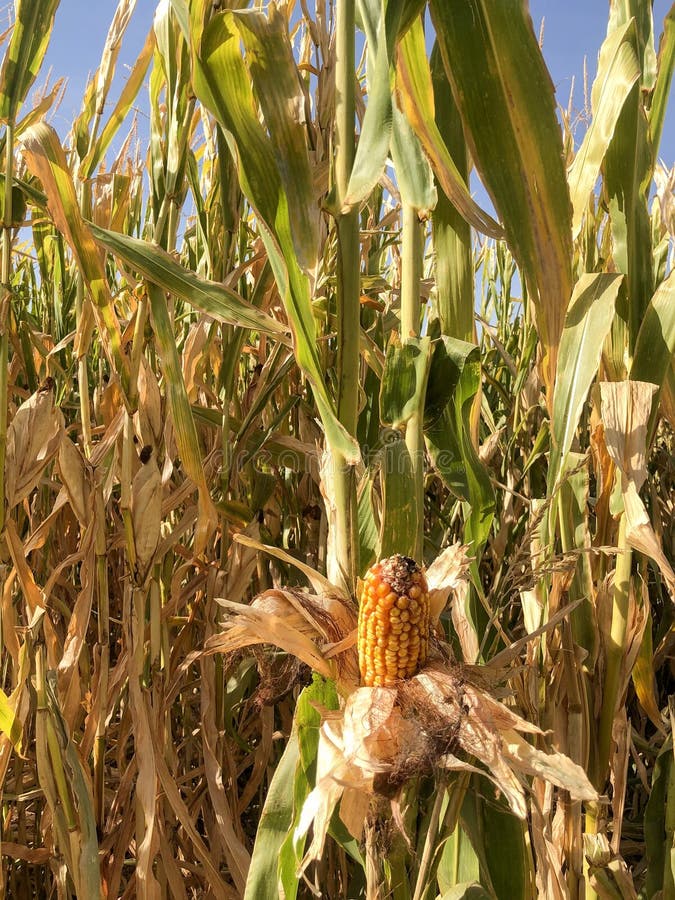 Fall in the corn fields stock photo. Image of fall, dried - 162361016