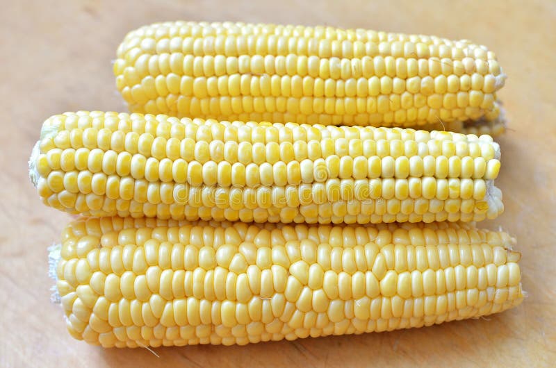 Fall corn stock photo. Image of produce, sweet, ingredient - 33262186