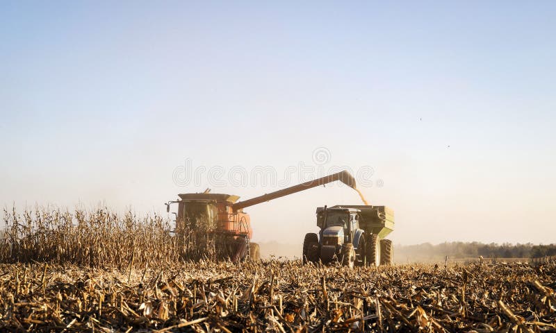 Fall Corn Harvest stock photo. Image of fall, grain - 103423234