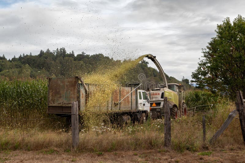 Fall Corn Harvest in Front of Mountain and Autumn Tree Colors Stock ...