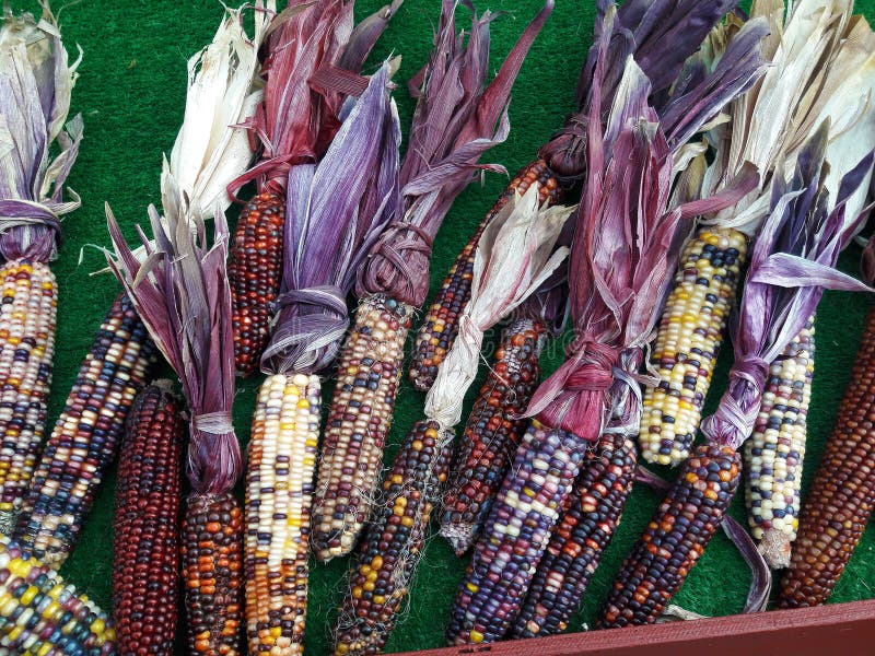 Fall Corn stock image. Image of colors, produce, variety - 78805565