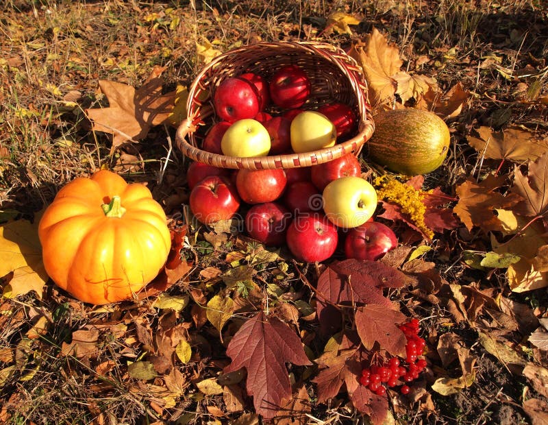 Fall cornucopia stock photo. Image of festival, leaves - 45552772