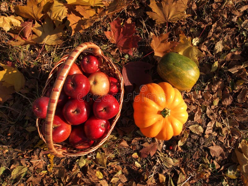 Fall cornucopia stock image. Image of color, colorful - 45588513