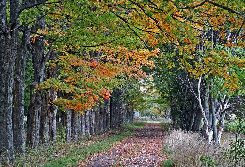 Fall in the country stock photo. Image of bright, autumn - 21895146