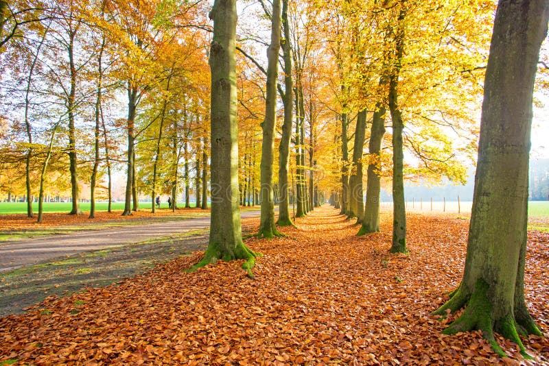 Fall in the Countryside from Netherlands Stock Photo - Image of outdoor ...