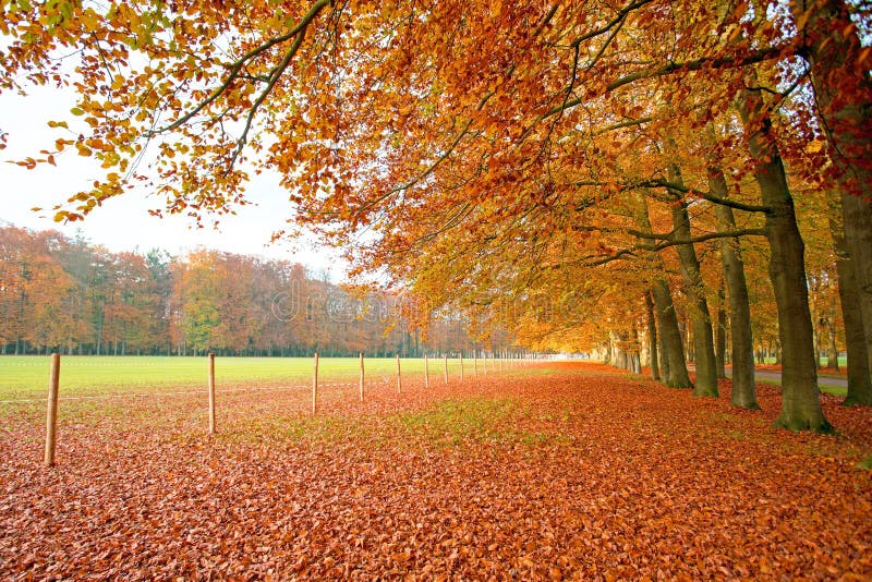 Fall in the Countryside from Netherlands Stock Photo - Image of ...