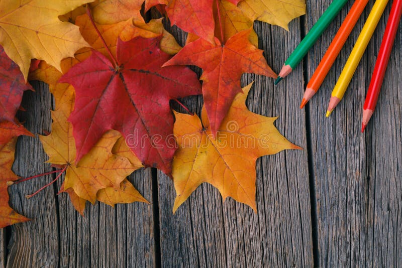 Fall Creative Art Concept, Maple Leaves on Table Stock Image - Image of ...
