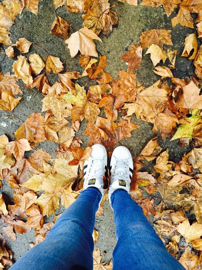 Fall editorial photography. Image of crispy, fall, winter - 75079462