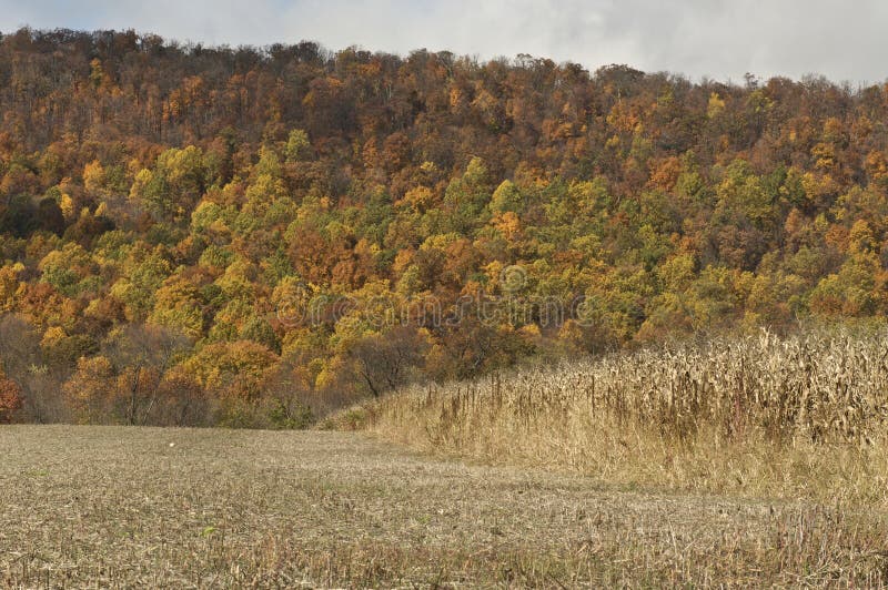 Fall Crop stock image. Image of energy, dried, crop, corn - 11564389