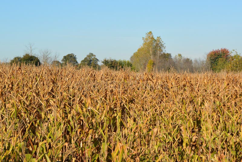 Fall Crop Pre-harvest stock photo. Image of blue, stalks - 34630266