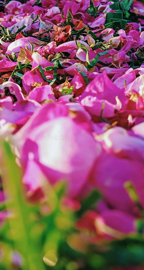 The Fall of the Crown of Pink Roses on the Dry Ground Stock Photo ...