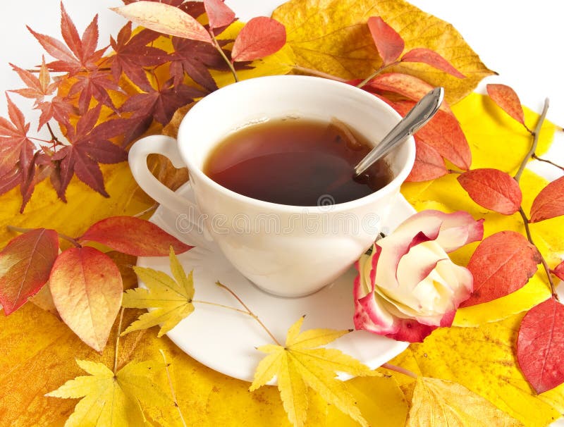 Fall cup of tea stock photo. Image of beautiful, autumn - 16350712
