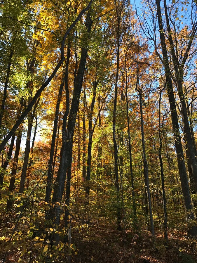 Fall day 3 stock image. Image of autumn, fall, foliage - 80436755