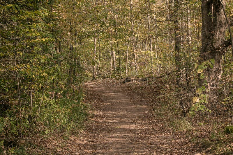 An oil of a wooded path. stock photo. Image of nature - 112063544