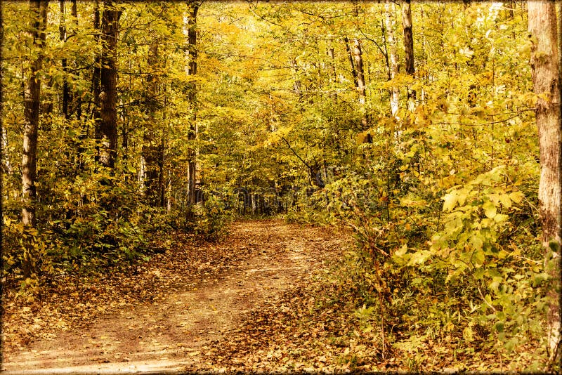 An oil of a wooded path. stock photo. Image of nature - 112063544
