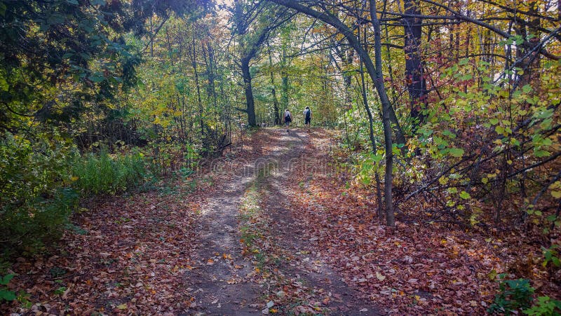 Wooded Path in the Fall. stock photo. Image of woods - 106055302
