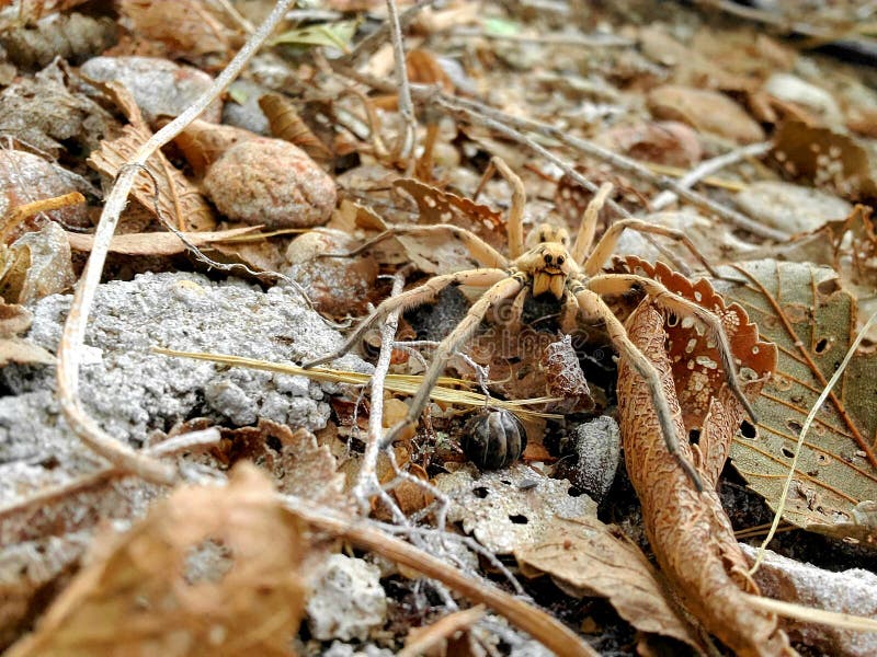 Fall days eight legs stock image. Image of fall, spider - 161632577