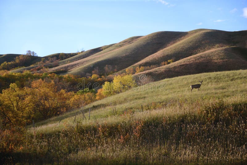 Fall deer stock image. Image of ecology, feeding, meadow - 240572943