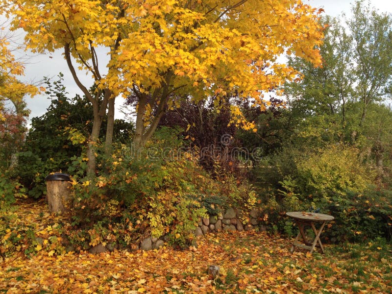 Fall in Denmark stock image. Image of relax, fall, colours - 67699415