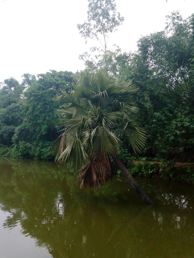 Fall and die stock photo. Image of falling, fall, tree - 95182984