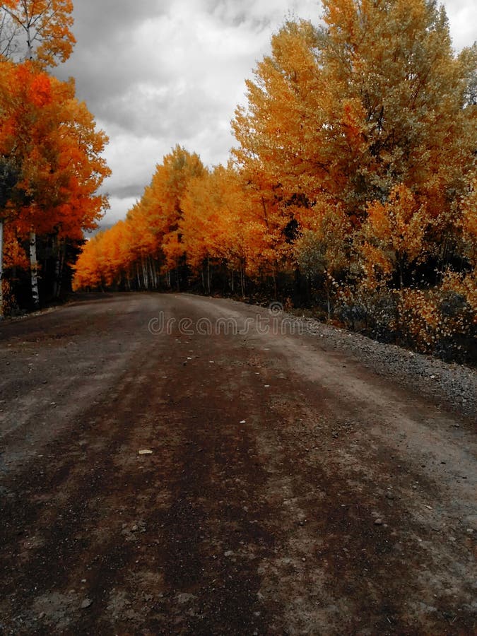 Fall dirt road stock photo. Image of tree, asphalt, road - 101251092