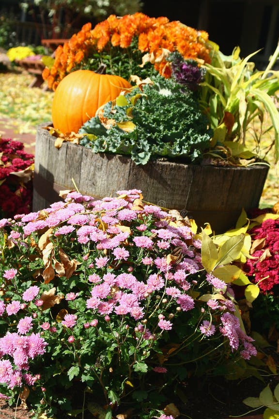 Fall Display stock image. Image of nature, chrysanthemums - 17331179