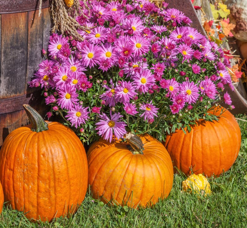 Outdoor Fall Scene stock photo. Image of flowers, green - 11232448