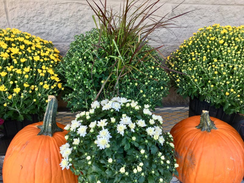 Fall Display with Pumpkins and Mums Stock Photo - Image of orange, pots ...