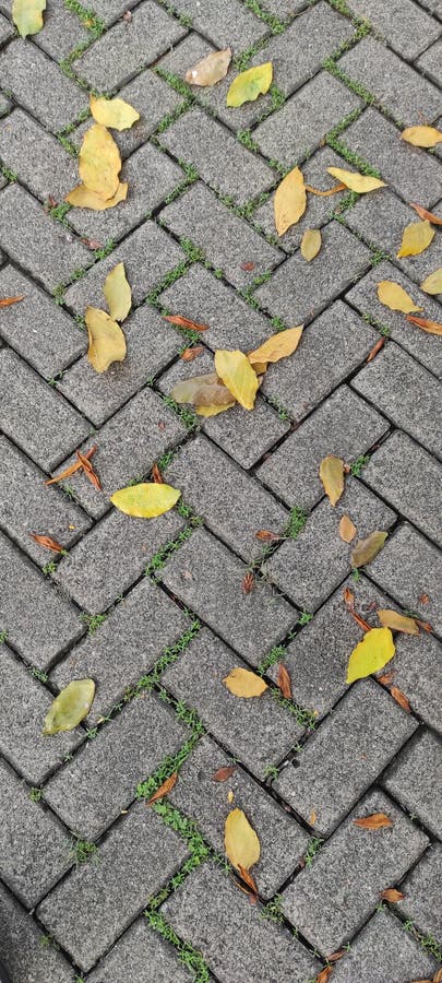 The Fall Down Leaves in the Road Pattern Stock Image - Image of rock ...
