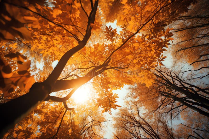 a fall dreamy landscape stock illustration. Illustration of canopy ...