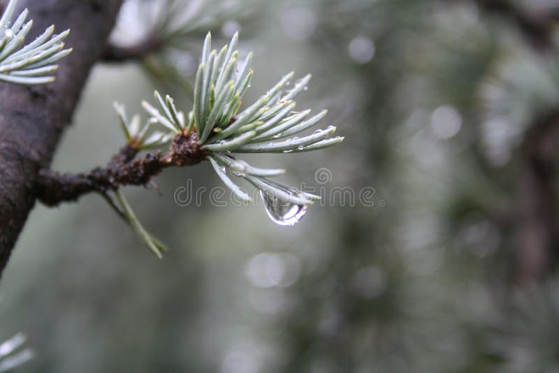 Fall drop 2 stock photo. Image of green, trees, tree, reflections - 521238