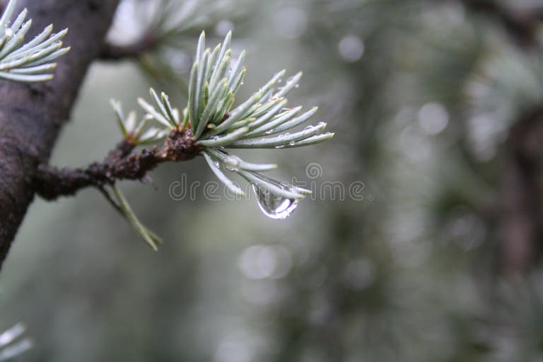 Fall drop 2 stock photo. Image of green, trees, tree, reflections - 521238