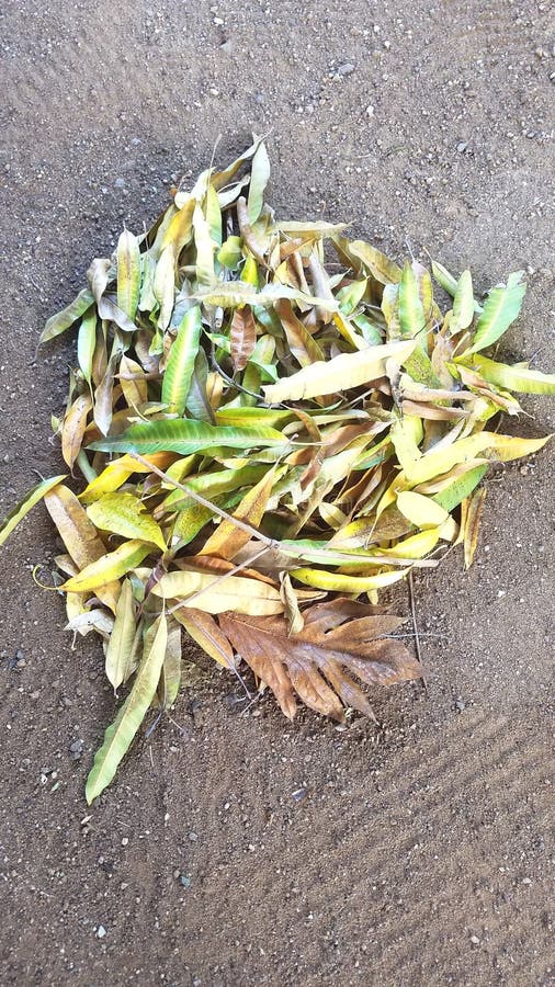 Fall drop 2 stock photo. Image of green, trees, tree, reflections - 521238