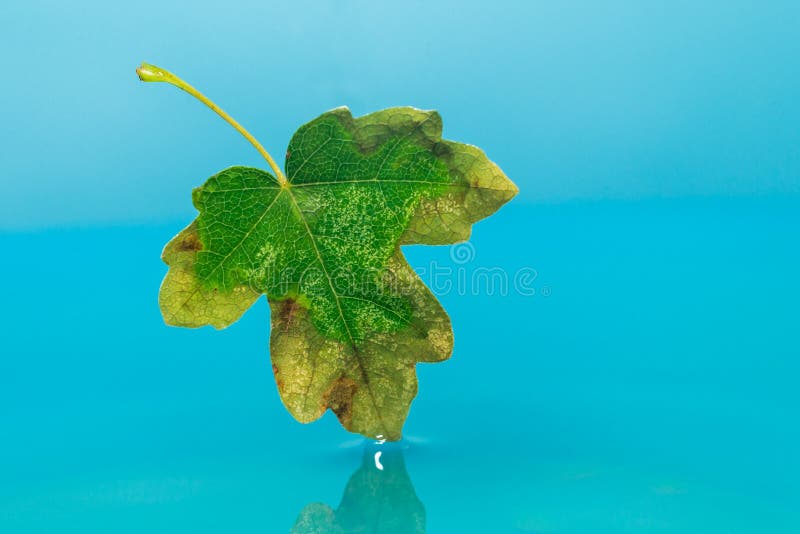 Leaf Touching Water Stock Photos - Download 168 Royalty Free Photos
