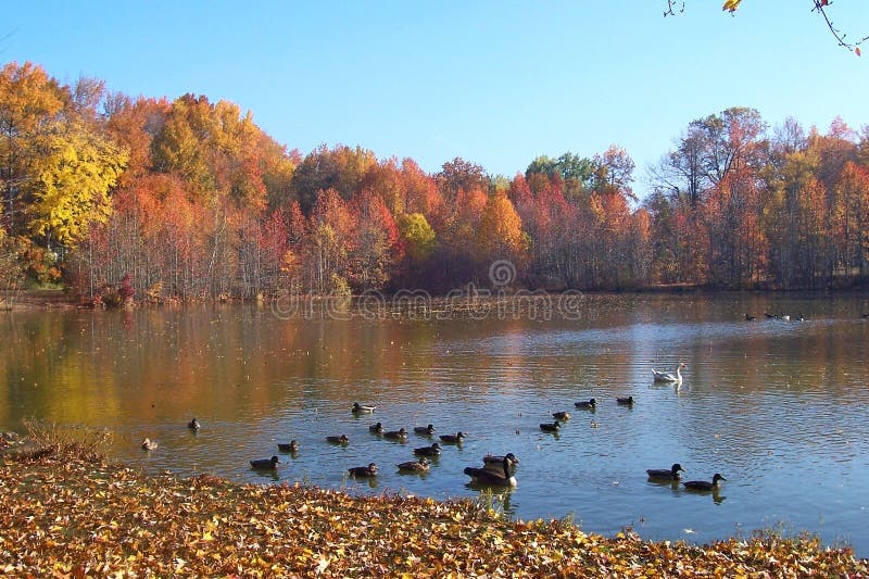 Fall Duck pond stock photo. Image of lake, colors, ripples - 109582